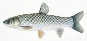 Triploid Grass Carp | Hilltop Hatcheries