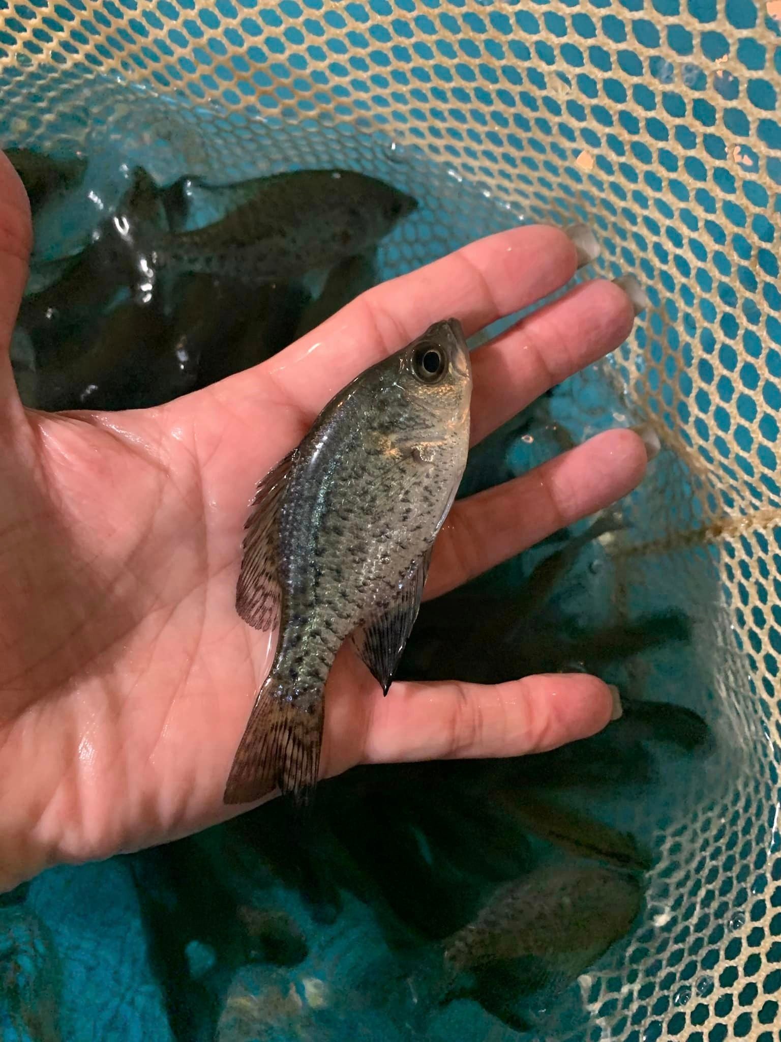 Black Crappies 3-5" | Hilltop Hatcheries